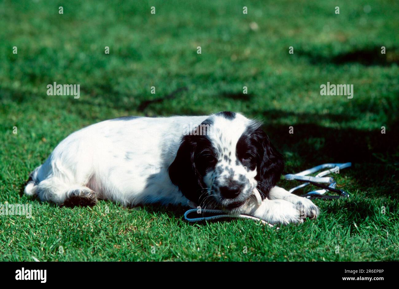 English Cocker Spaniel, blue ticked, puppy, 7 weeks old, gnawing on ...