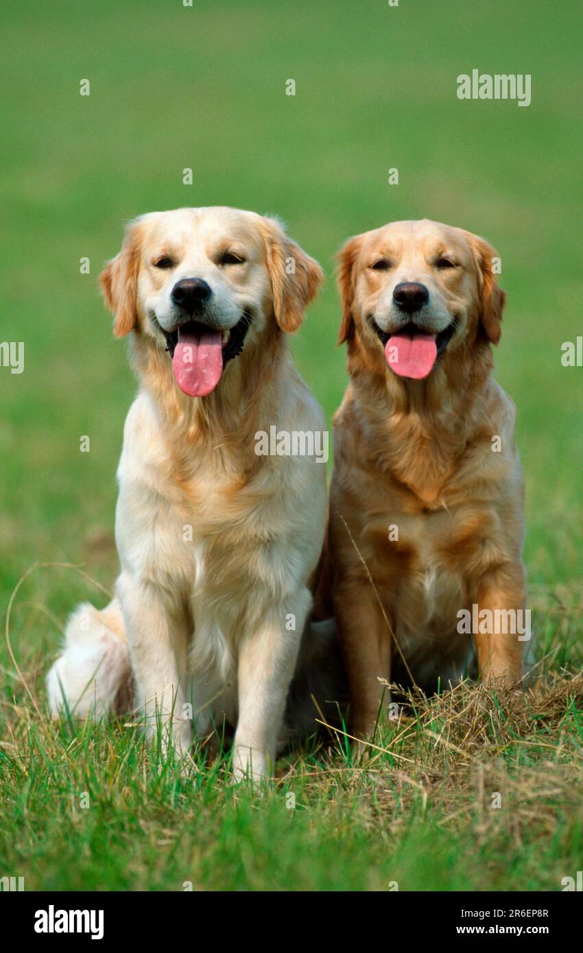 Golden Retriever, Pair Stock Photo - Alamy