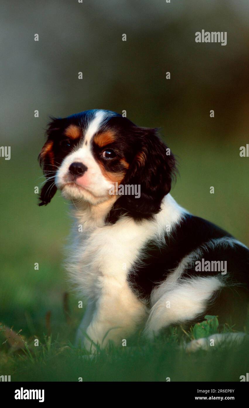Cavalier King Charles Spaniel, puppy, tricolour Stock Photo - Alamy