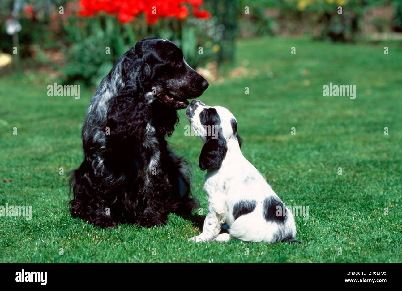 English Cocker Spaniel, blue ticked, female with puppy, 7 weeks old ...