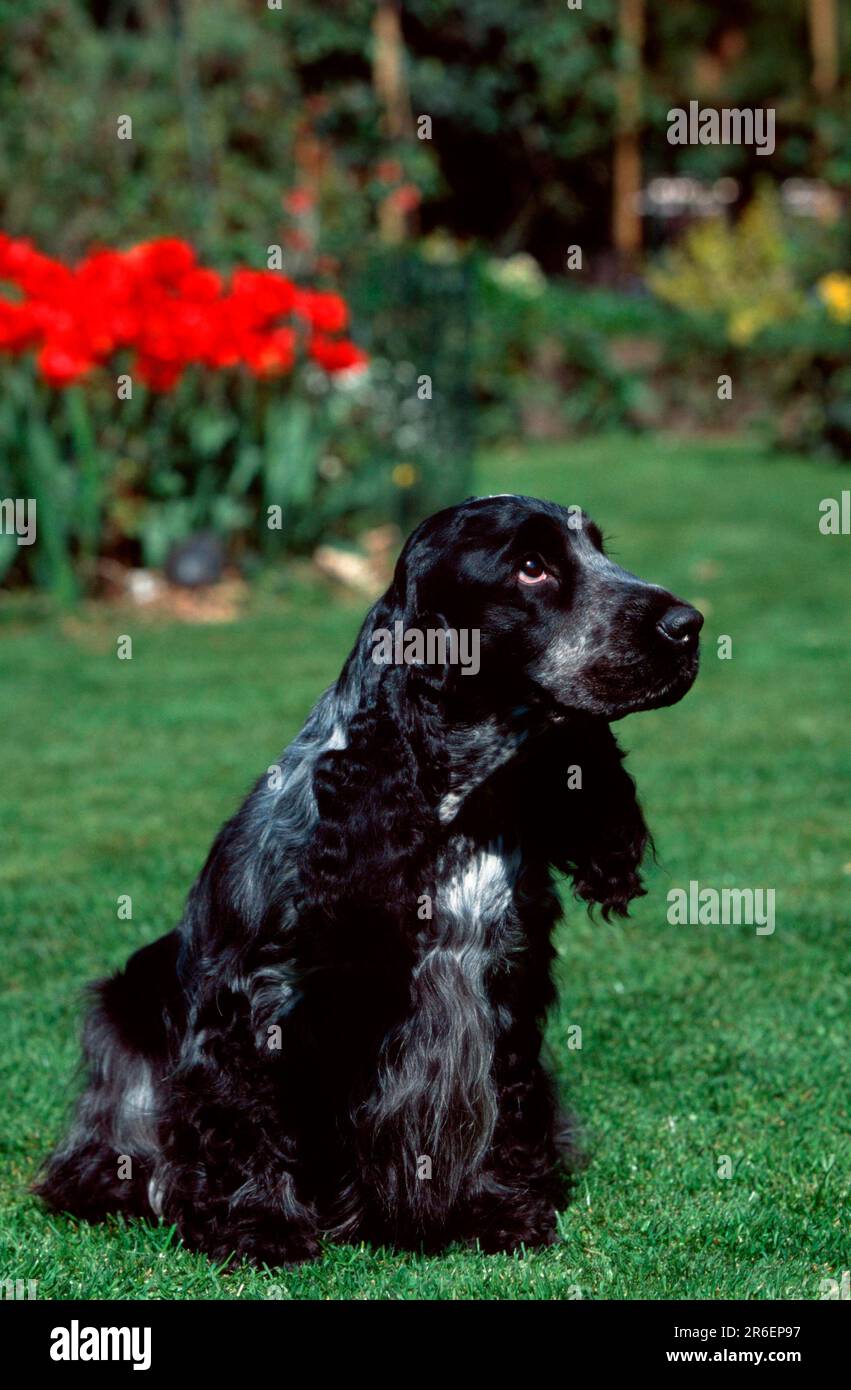 English Cocker Spaniel, blue ticked (animals) (outdoor) (garden ...