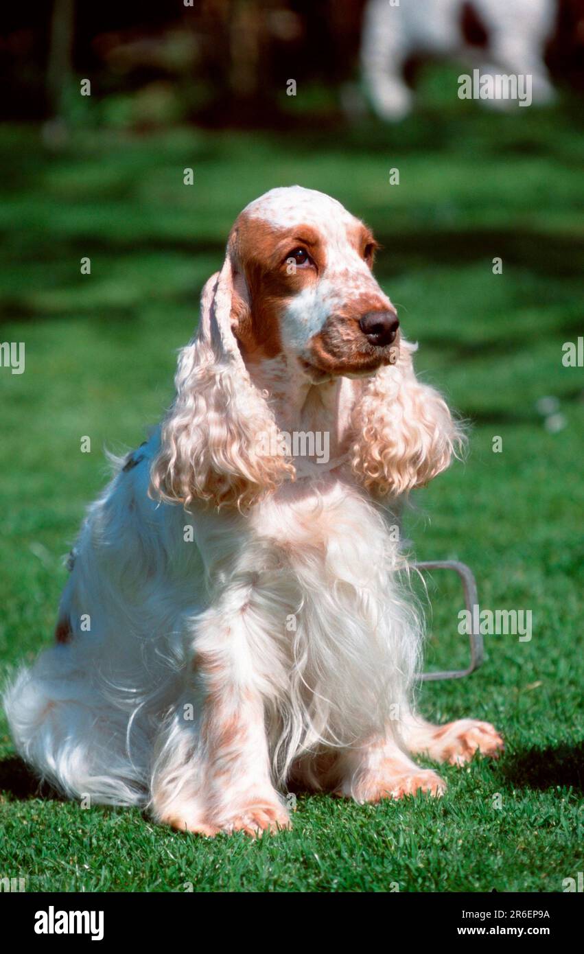 English Cocker Spaniel, orange-ticked (animals) (outdoor) (outdoor ...