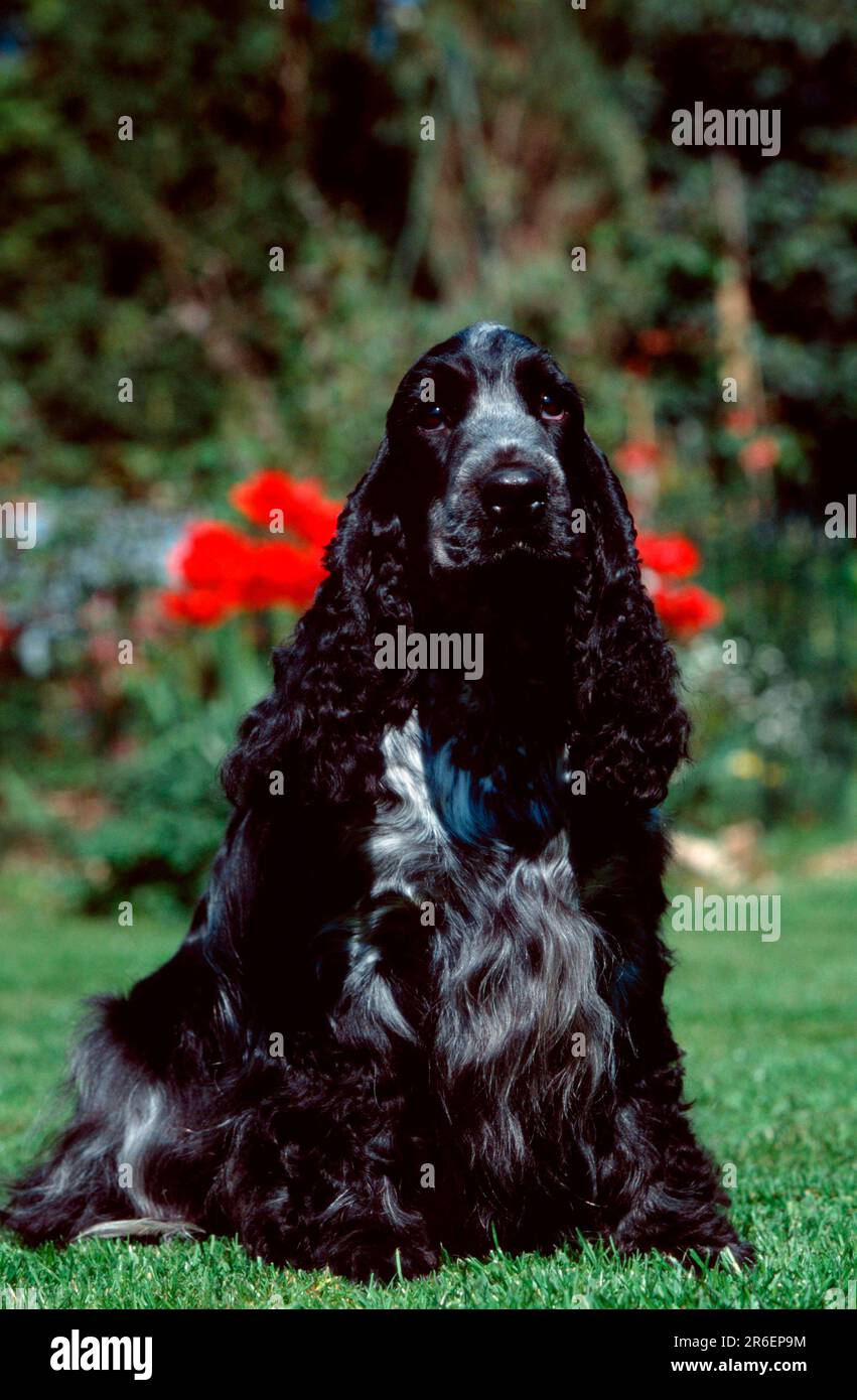 English Cocker Spaniel, blue ticked (animals) (outside) (outdoor ...