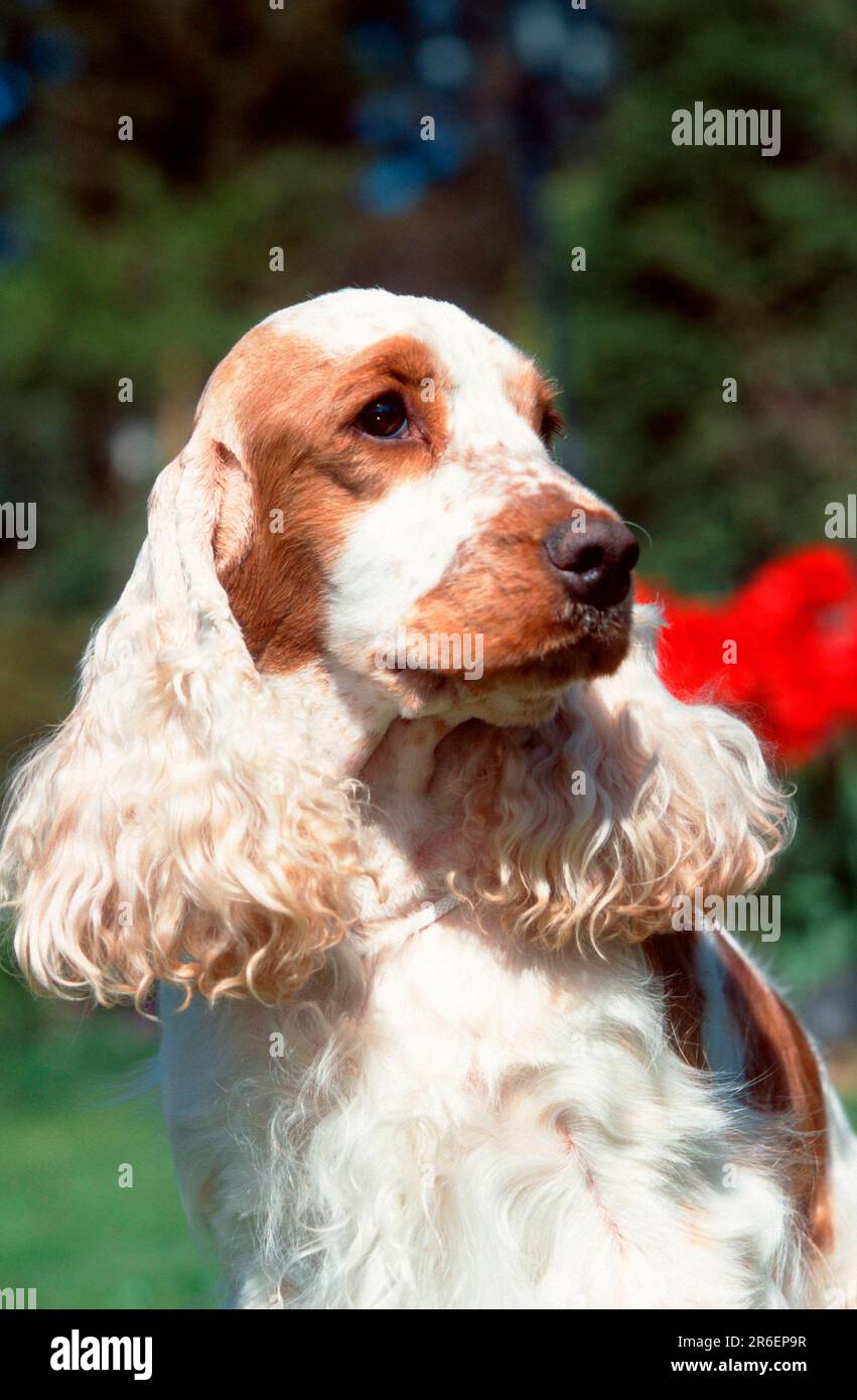English Cocker Spaniel, orange-ticked (animals) (outside) (outdoor ...