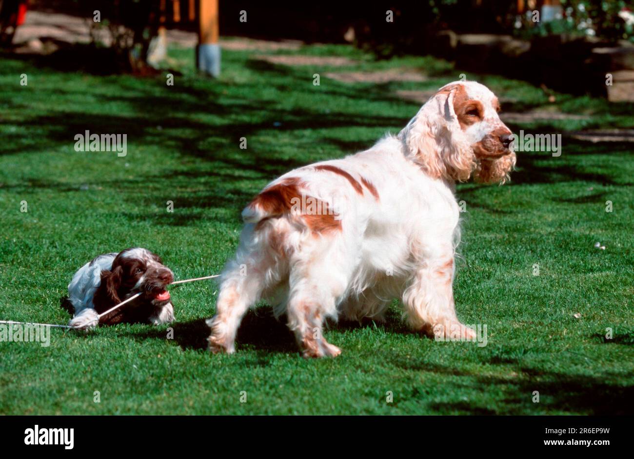 English Cocker Spaniel, female with puppy, 7 weeks old, English Cocker ...