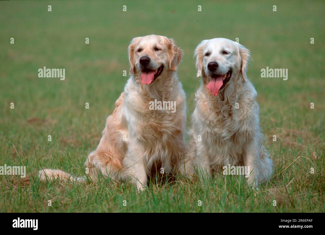 Golden Retriever, Pair Stock Photo - Alamy