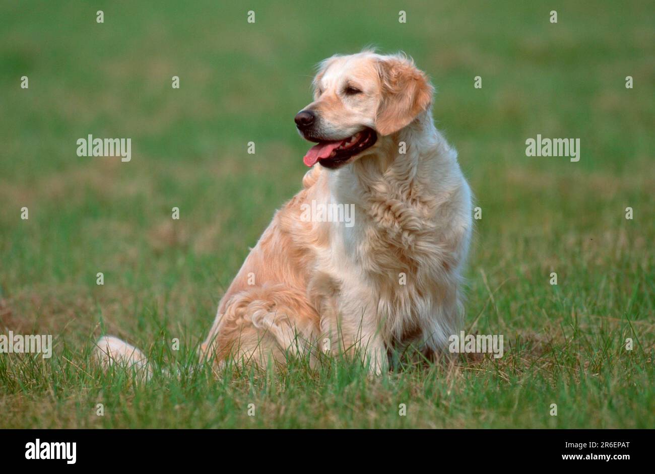 Golden retriever photography hi-res stock photography and images - Alamy