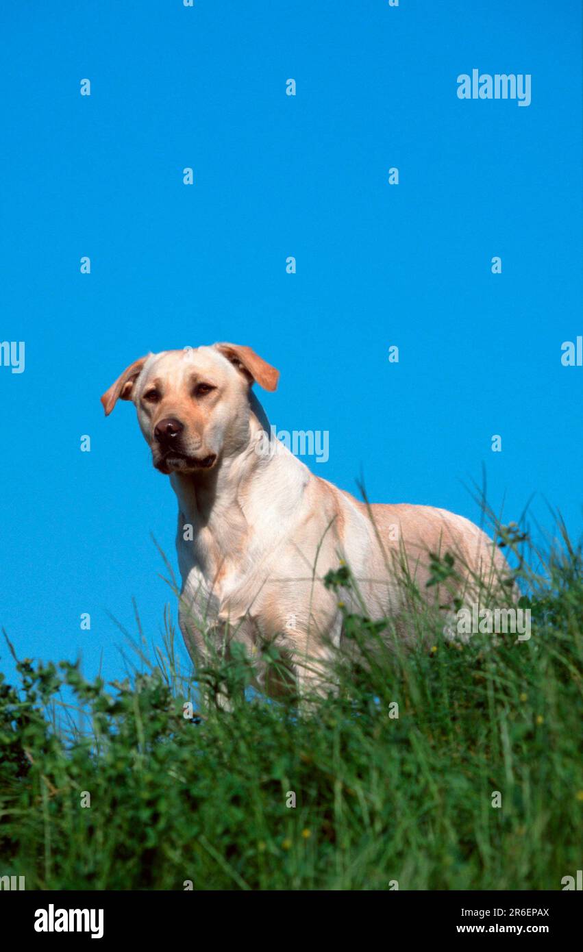 Yellow animals hi-res stock photography and images - Alamy