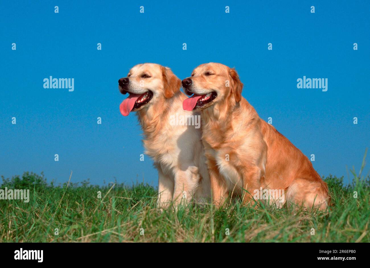 Golden Retriever, Pair Stock Photo - Alamy