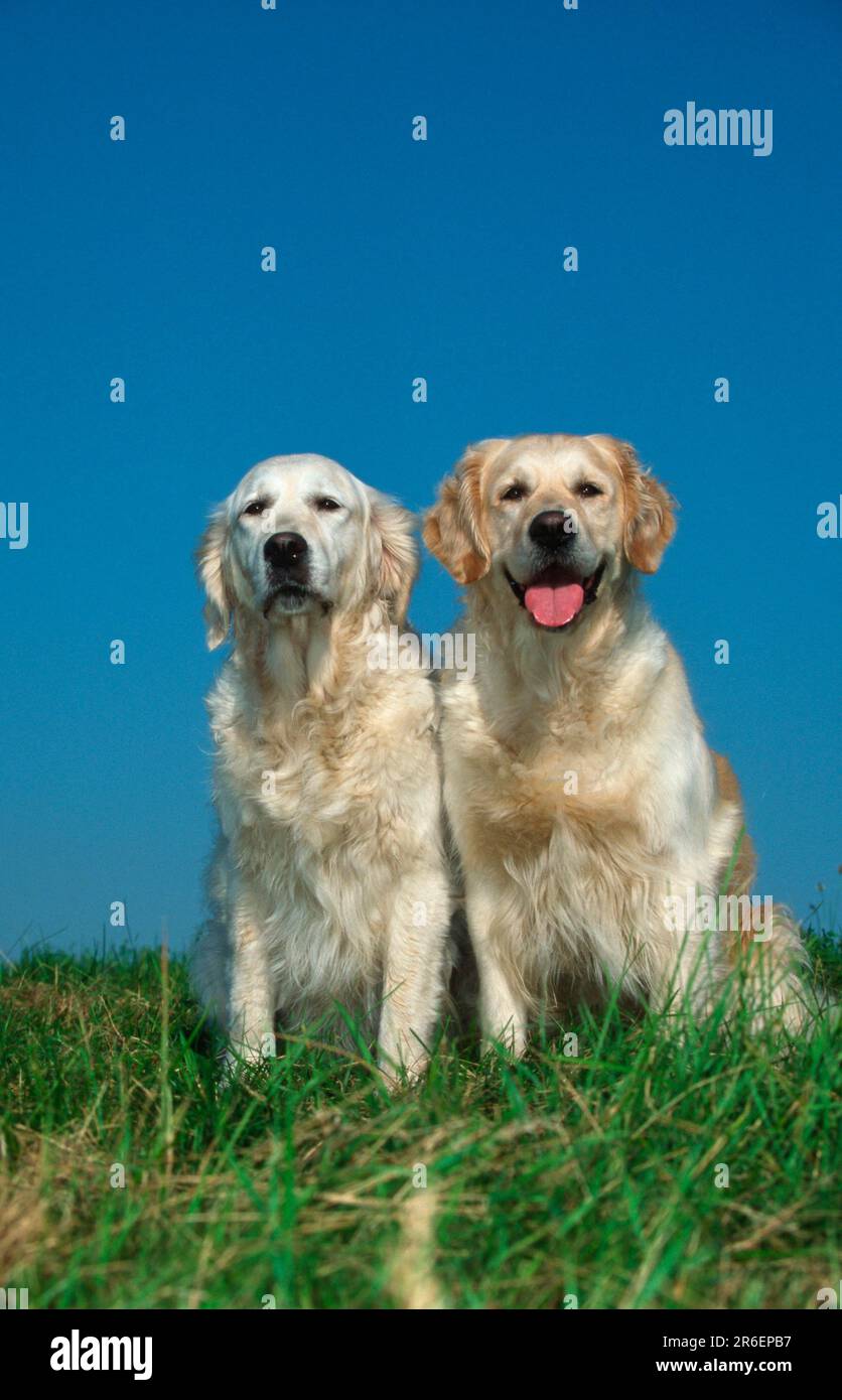 Golden Retriever, Pair Stock Photo - Alamy
