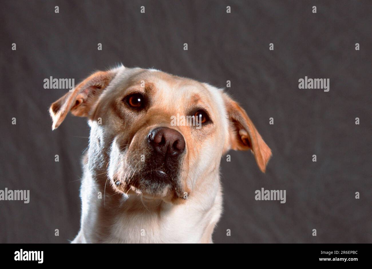 Attentive labrador hi-res stock photography and images - Alamy