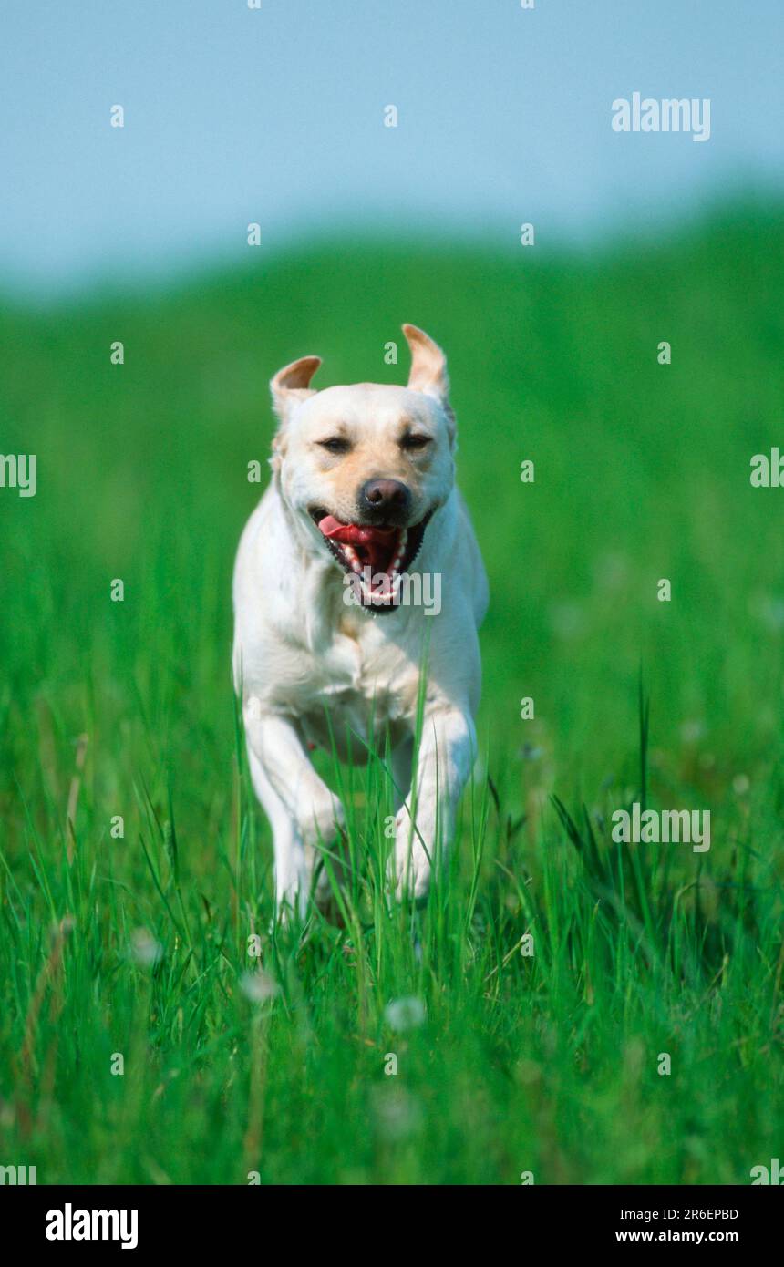 Labrador Retriever, yellow, running through meadow, Labrador Retriever ...