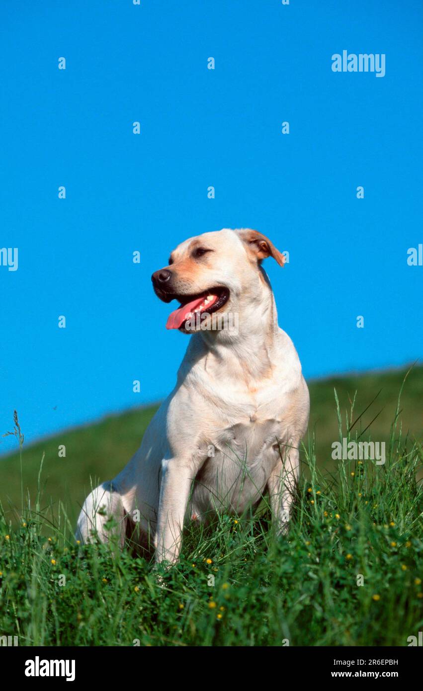 Labrador Retriever, Labrador Retriever, yellow (animals) (outside ...