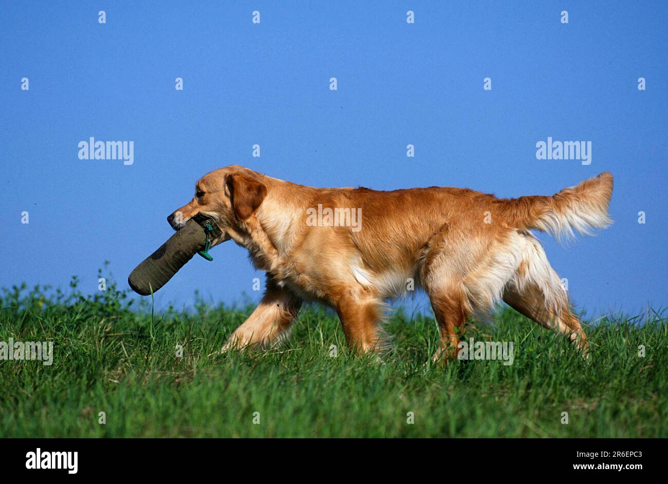 Golden Retriever, retrieves dummy, sideways Stock Photo - Alamy