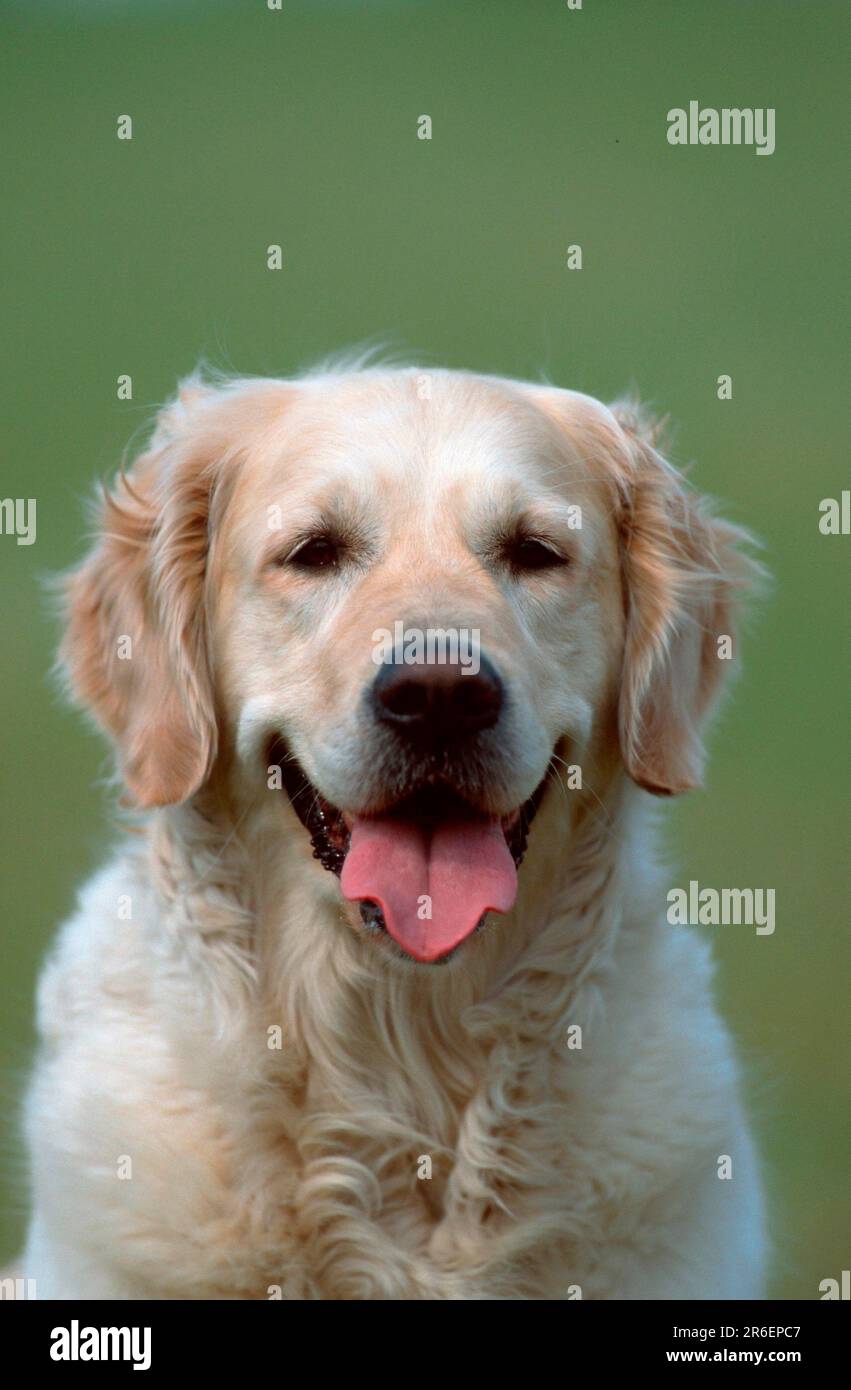 Golden Retriever (animals) (outside) (outdoor) (frontal) (head-on ...