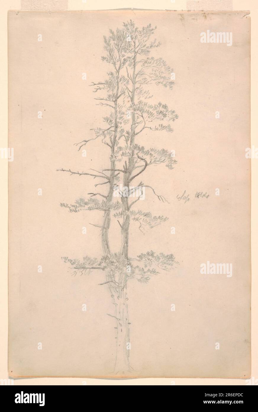 Verso: Vertical view of an evergreen with forked trunk. Black crayon on ...