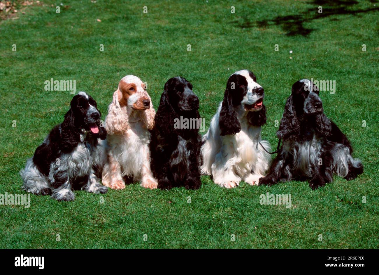 English Cocker Spaniel Stock Photo - Alamy