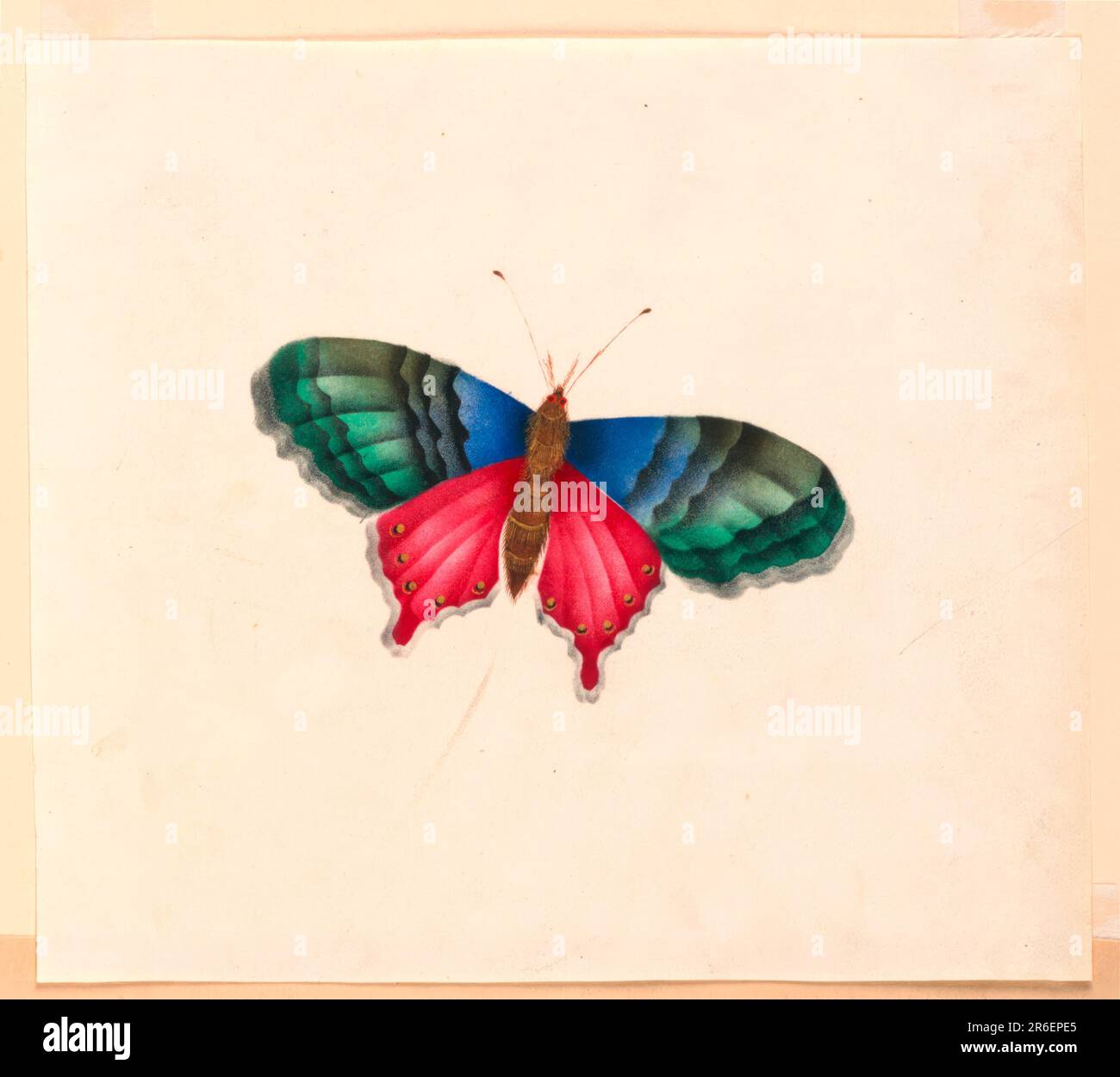 Red, blue, green, and gold butterfly, shown as if in flight. Brush and ...