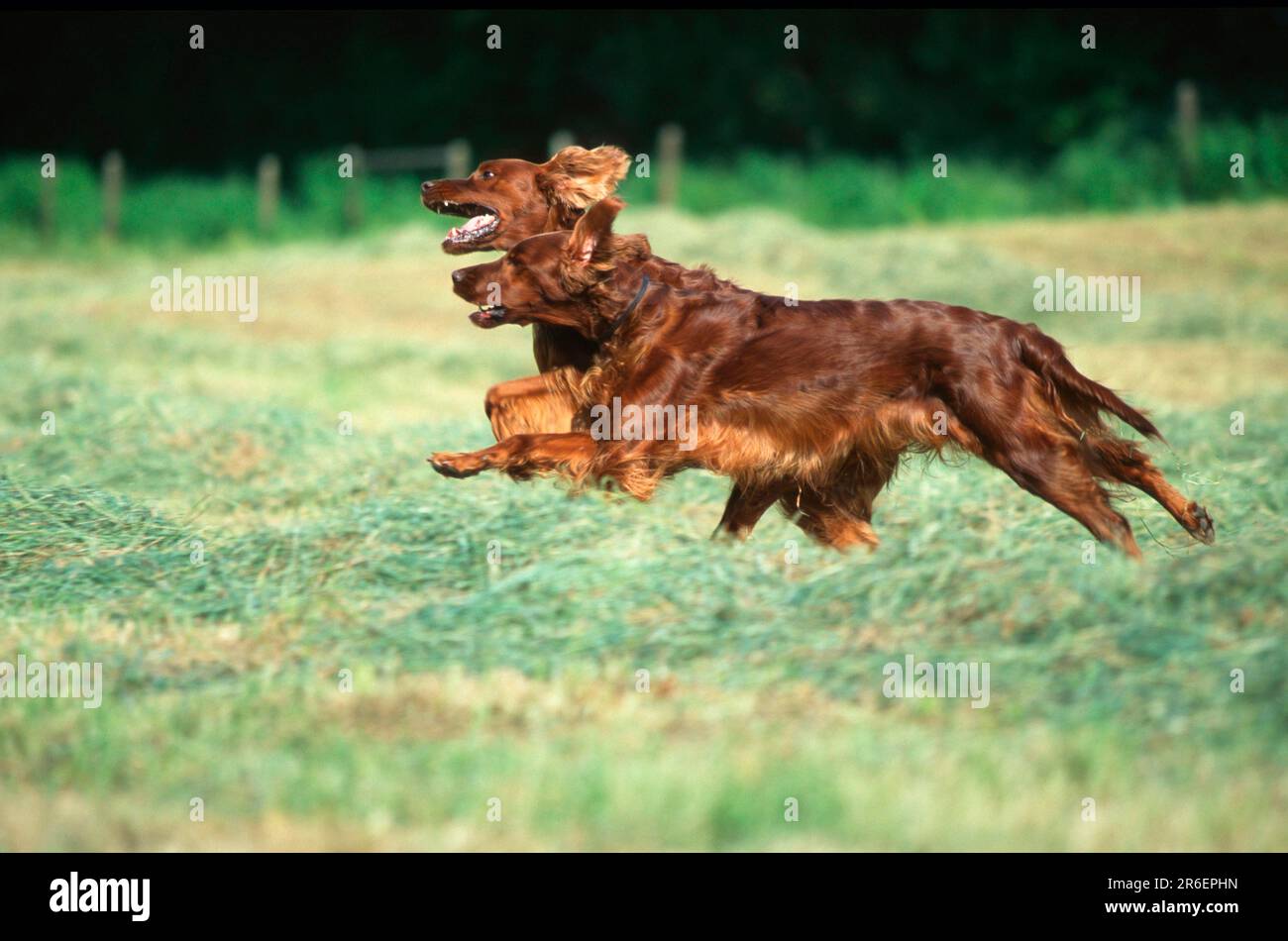 Couple dog setter hi-res stock photography and images - Alamy