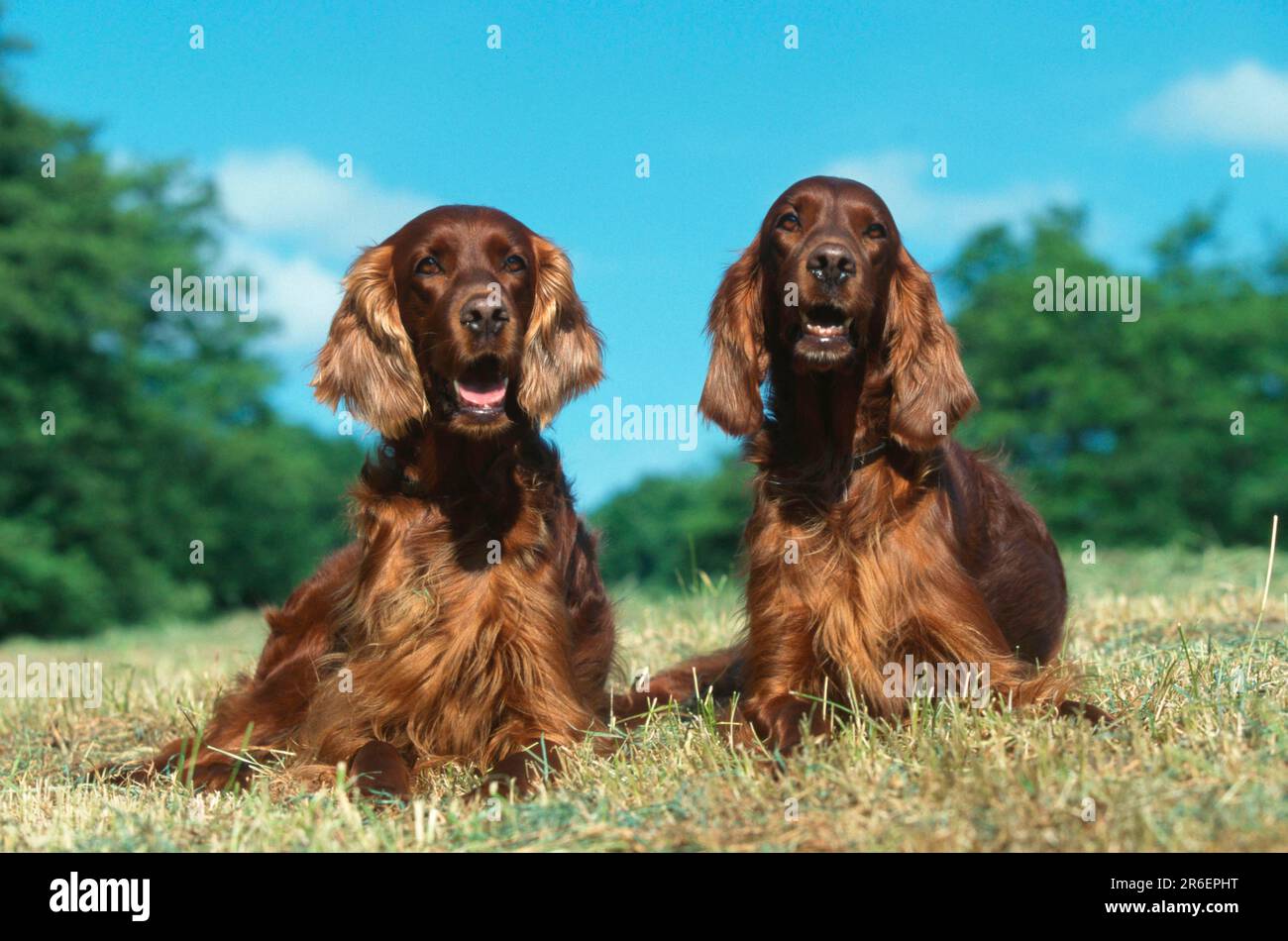 Irish Setter, Irish Setter Stock Photo - Alamy