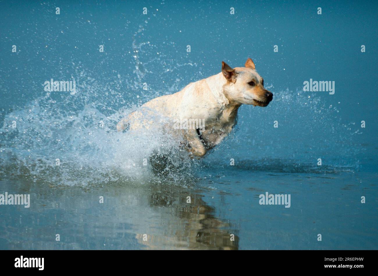 Labrador Retriever, yellow, running through water, Labrador Retriever ...