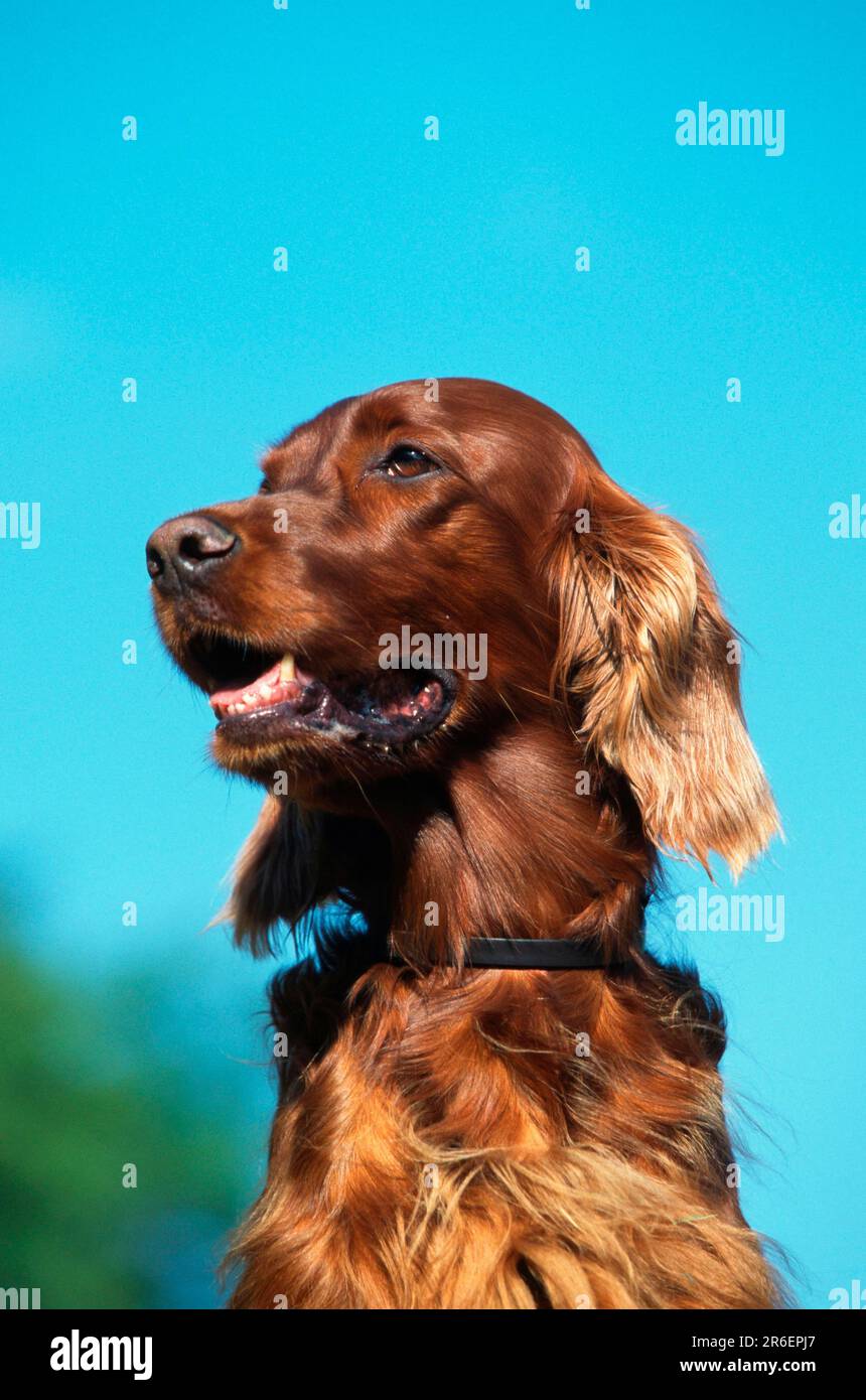 Irish red setter hi-res stock photography and images - Alamy