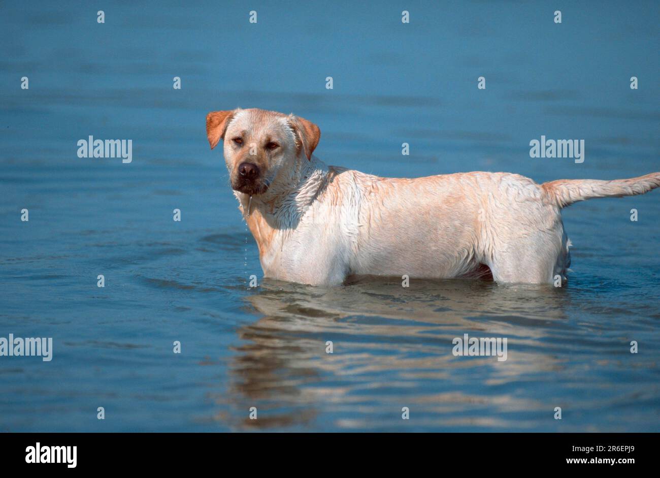 Labrador Retriever, Labrador Retriever, yellow, animals, outside ...