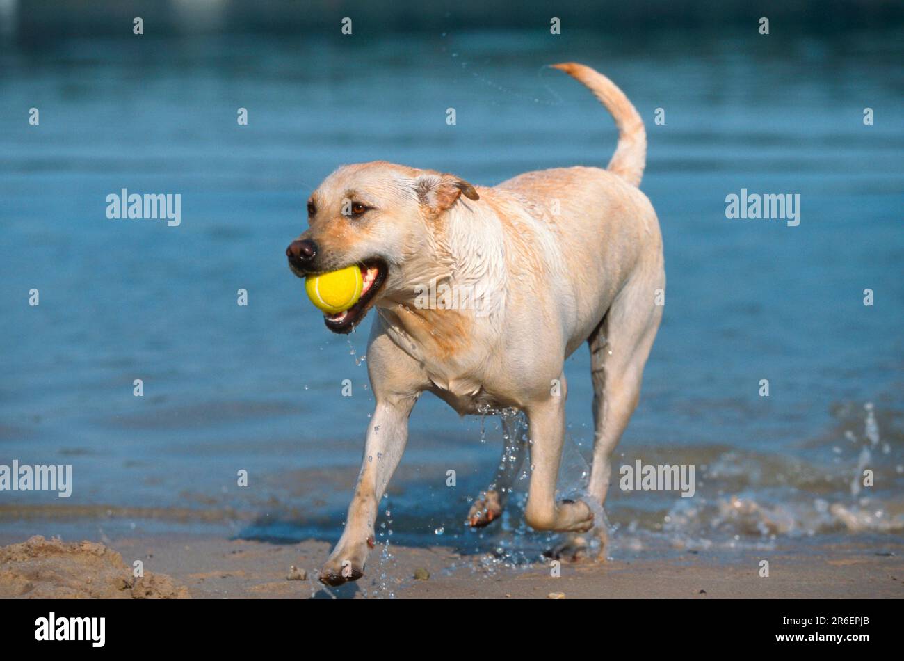 Labrador Retriever, Retrieving Ball/Toy Stock Photo - Alamy