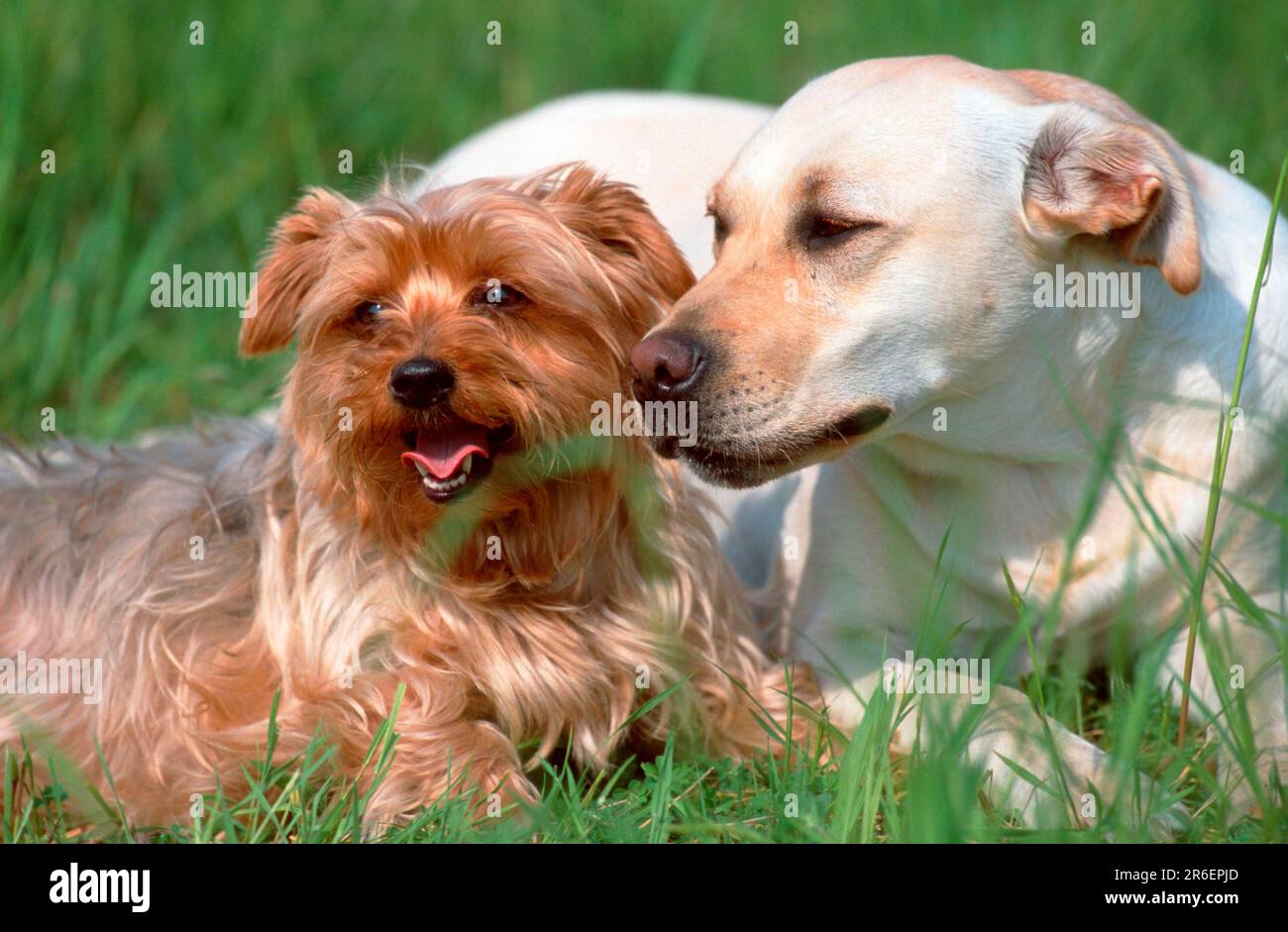 Labrador Retriever and Yorkshire Terrier Stock Photo - Alamy