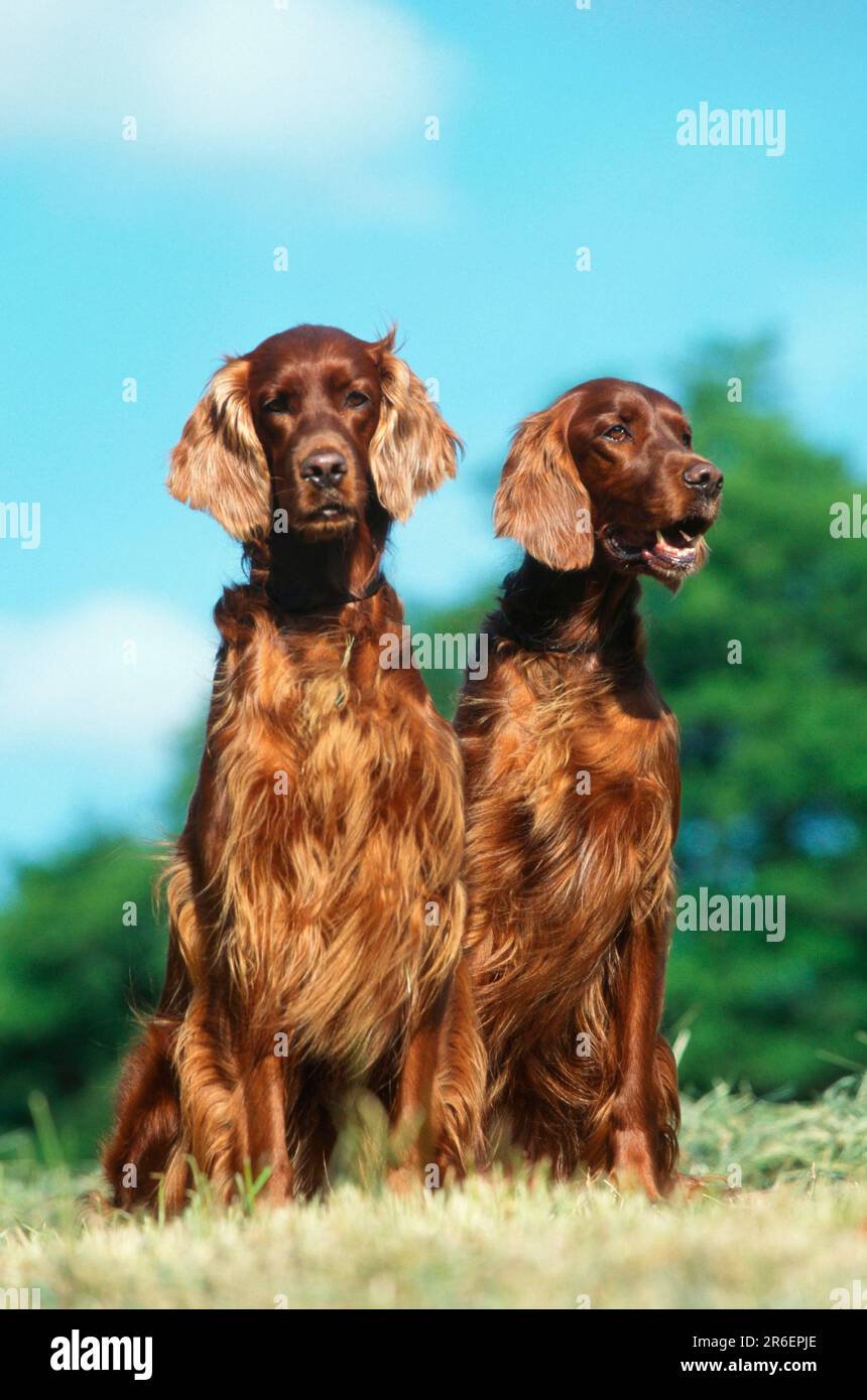 Couple dog setter hi-res stock photography and images - Alamy