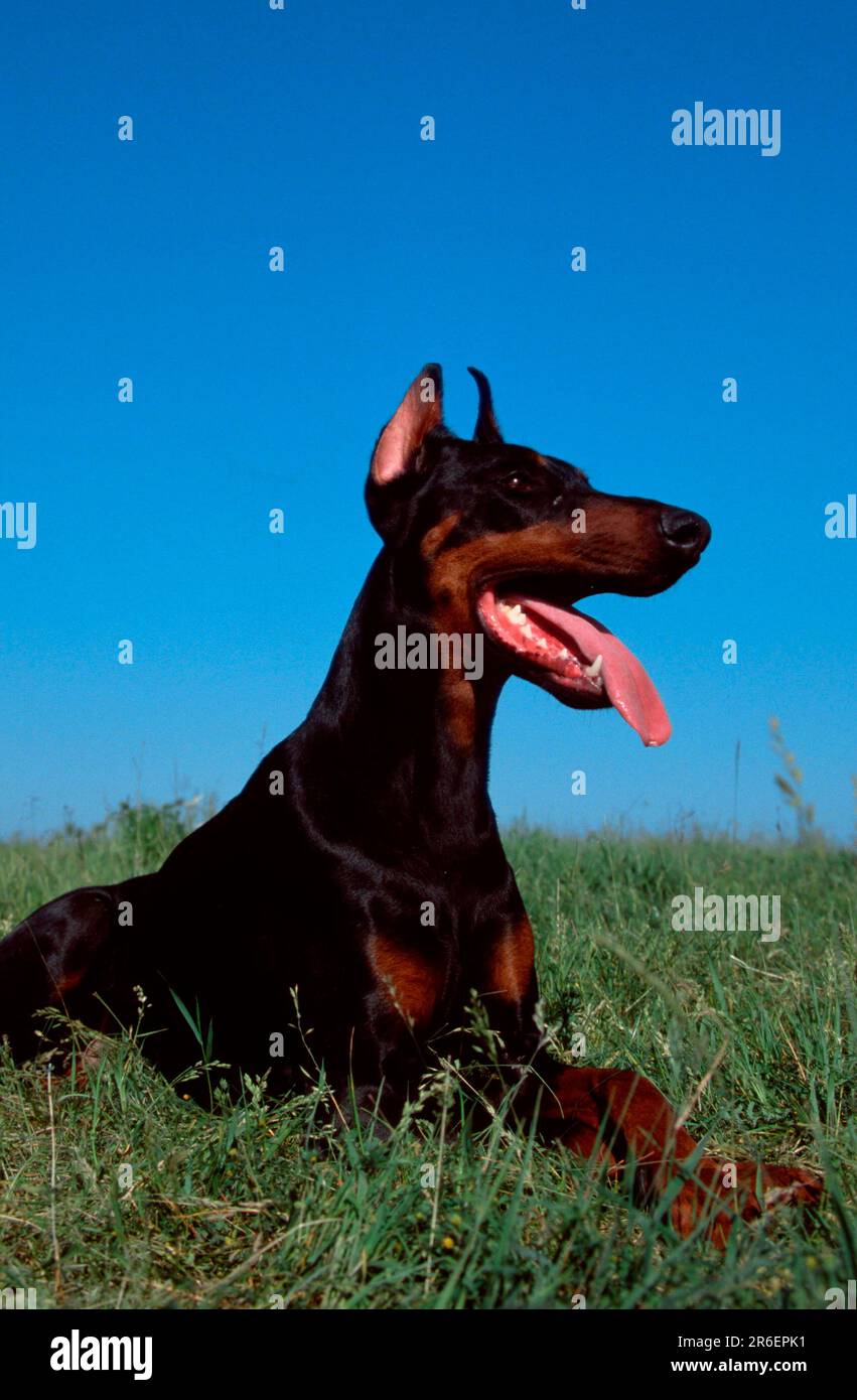 Doberman, cropped ears Stock Photo - Alamy