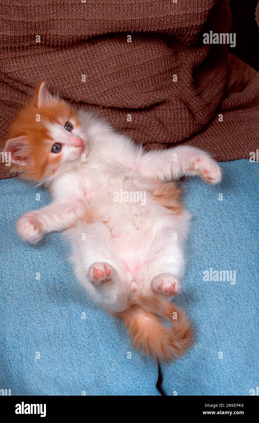 Supine cat hi-res stock photography and images - Alamy