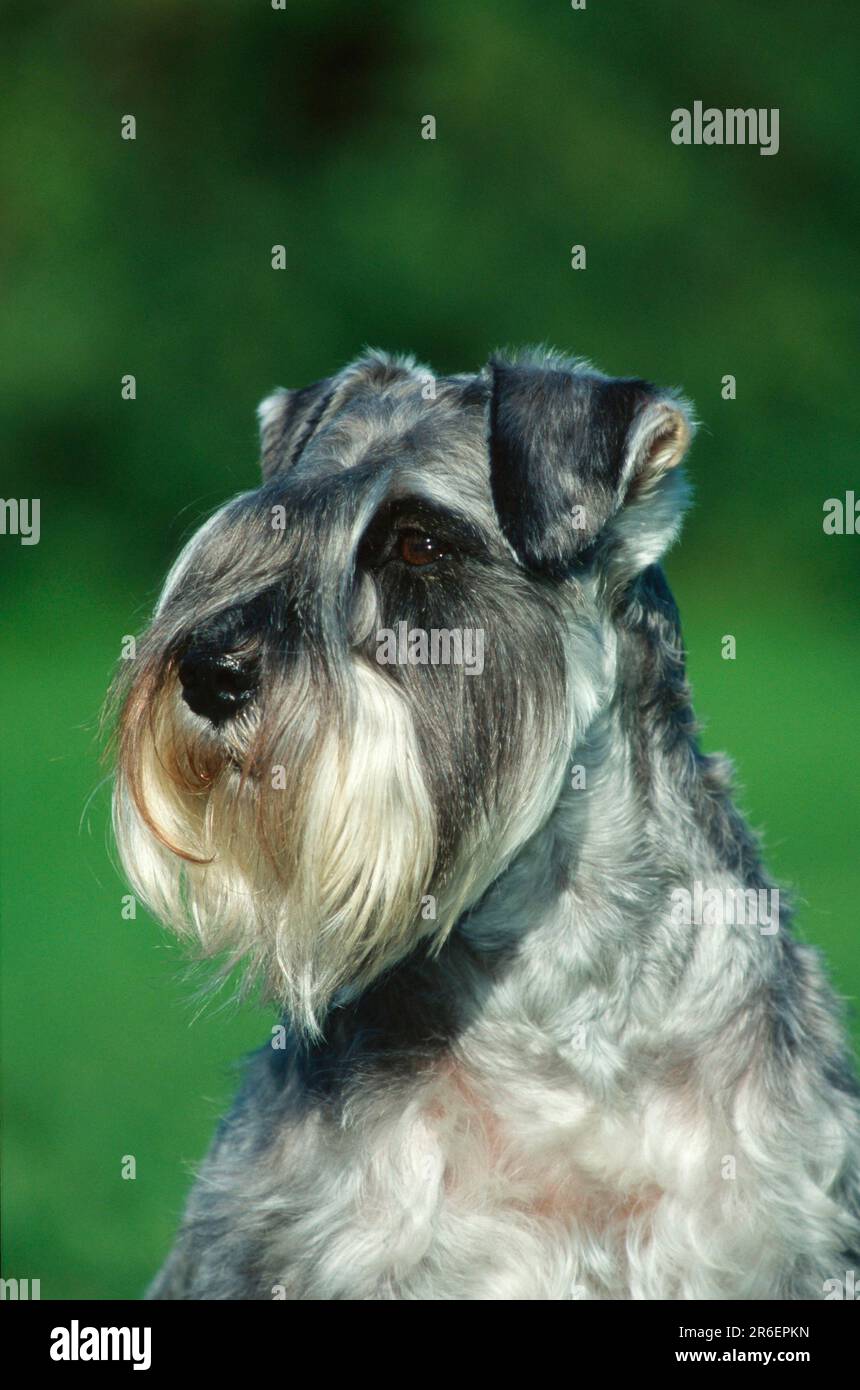 Miniature schnauzer head shot hi-res stock photography and images - Alamy
