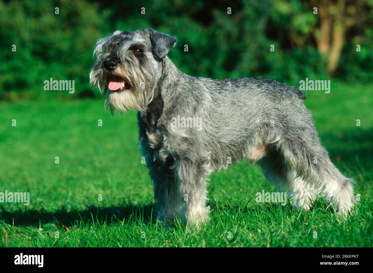 Side view miniature schnauzer hi-res stock photography and images - Alamy