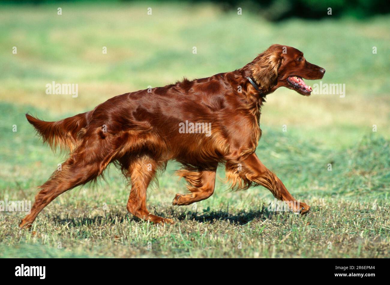 Setter racing hi-res stock photography and images - Alamy