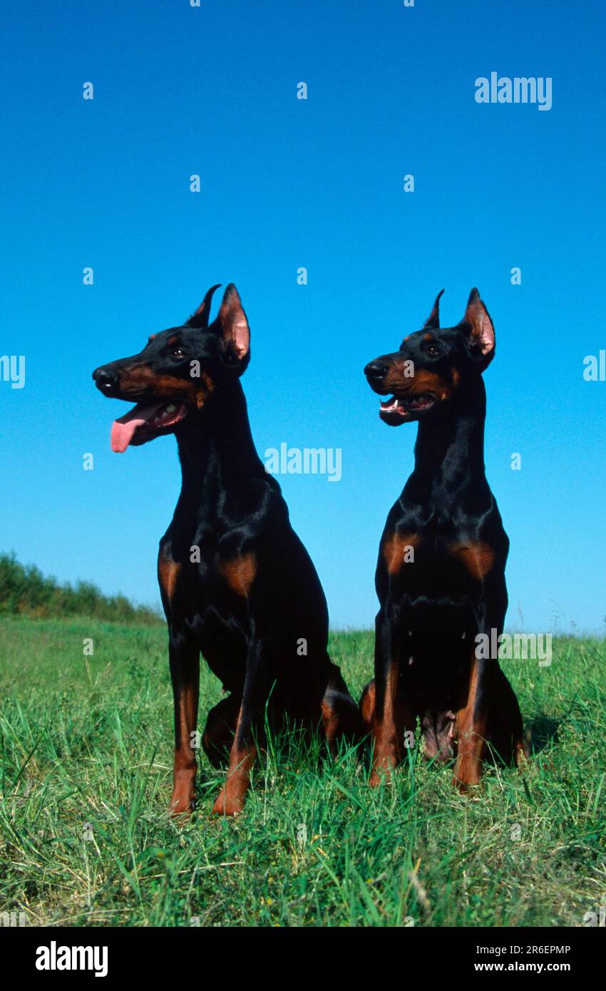 Doberman, cropped ears Stock Photo - Alamy