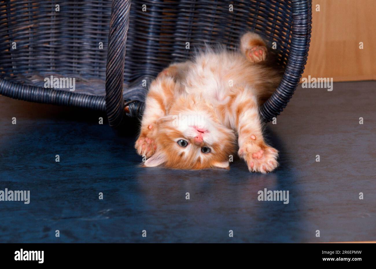 6 week old kitten hi-res stock photography and images - Alamy