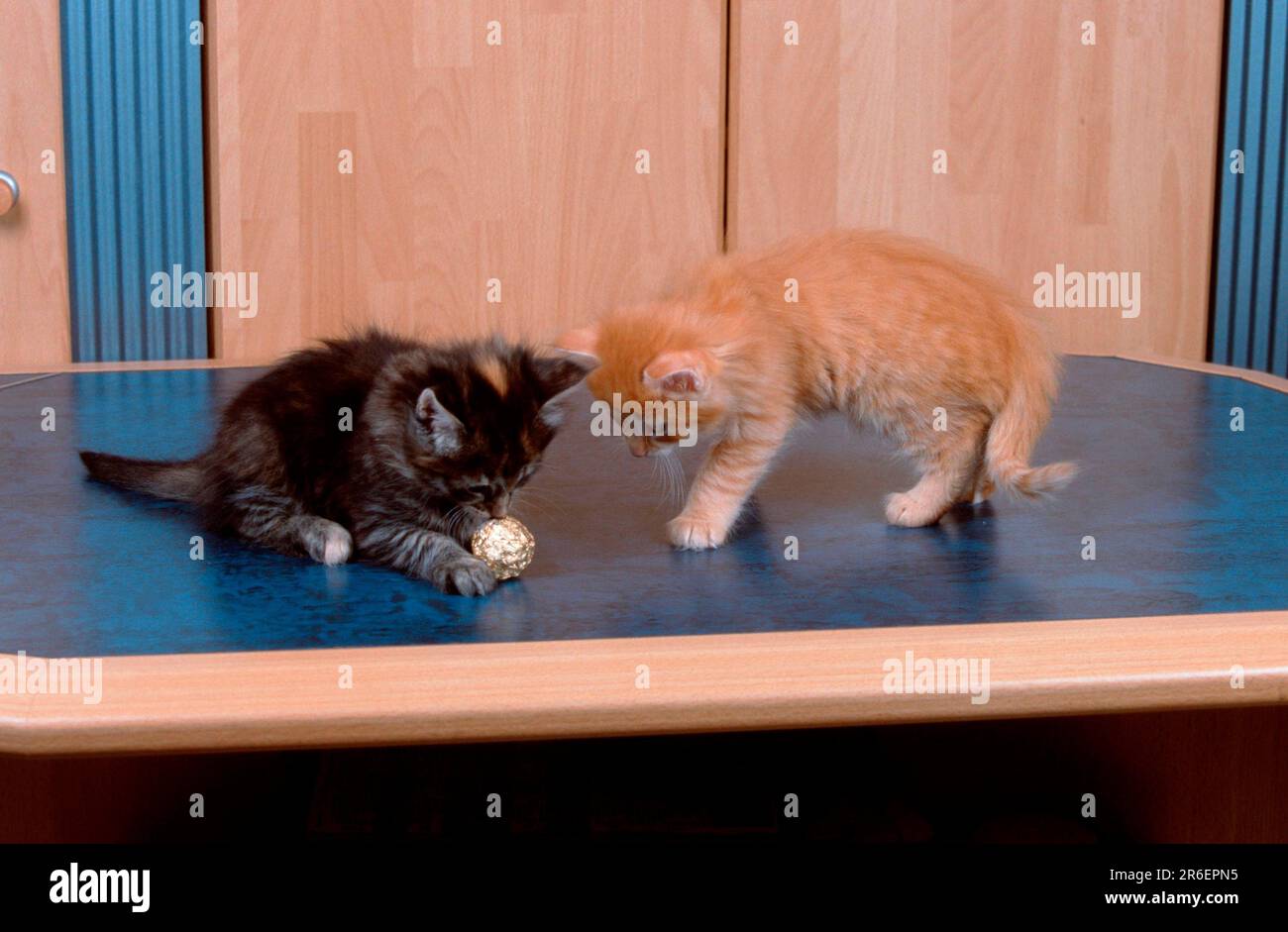 Norwegian Forest Cats, Kittens, 6 weeks Stock Photo - Alamy