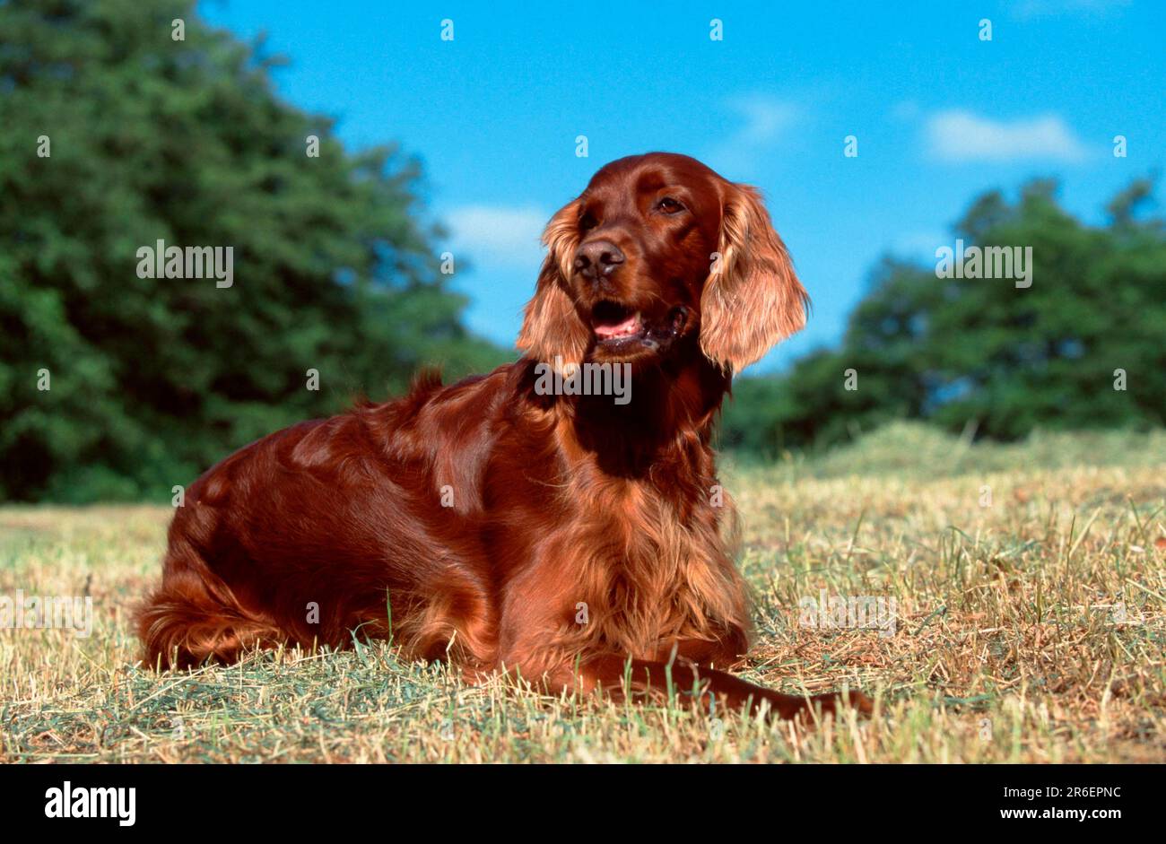 Irish Setter, Irish Setter Stock Photo - Alamy
