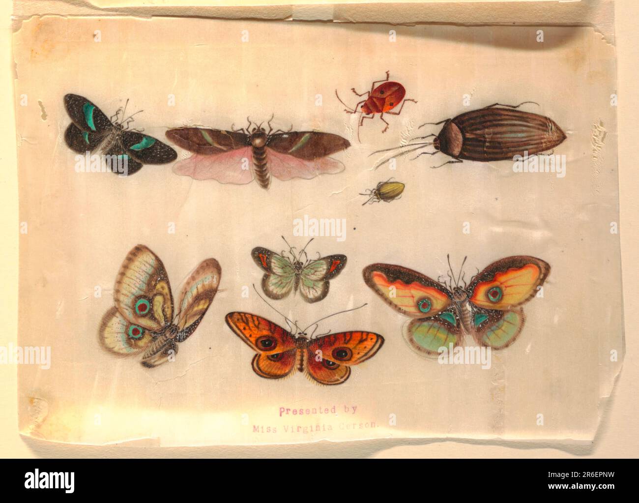 Detailed representation in color of five butterflies and four insects ...