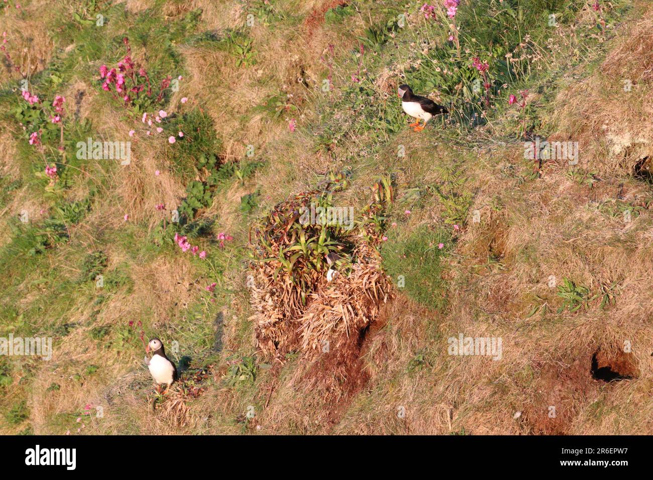 Puffin at bullers of buchan hi-res stock photography and images - Alamy