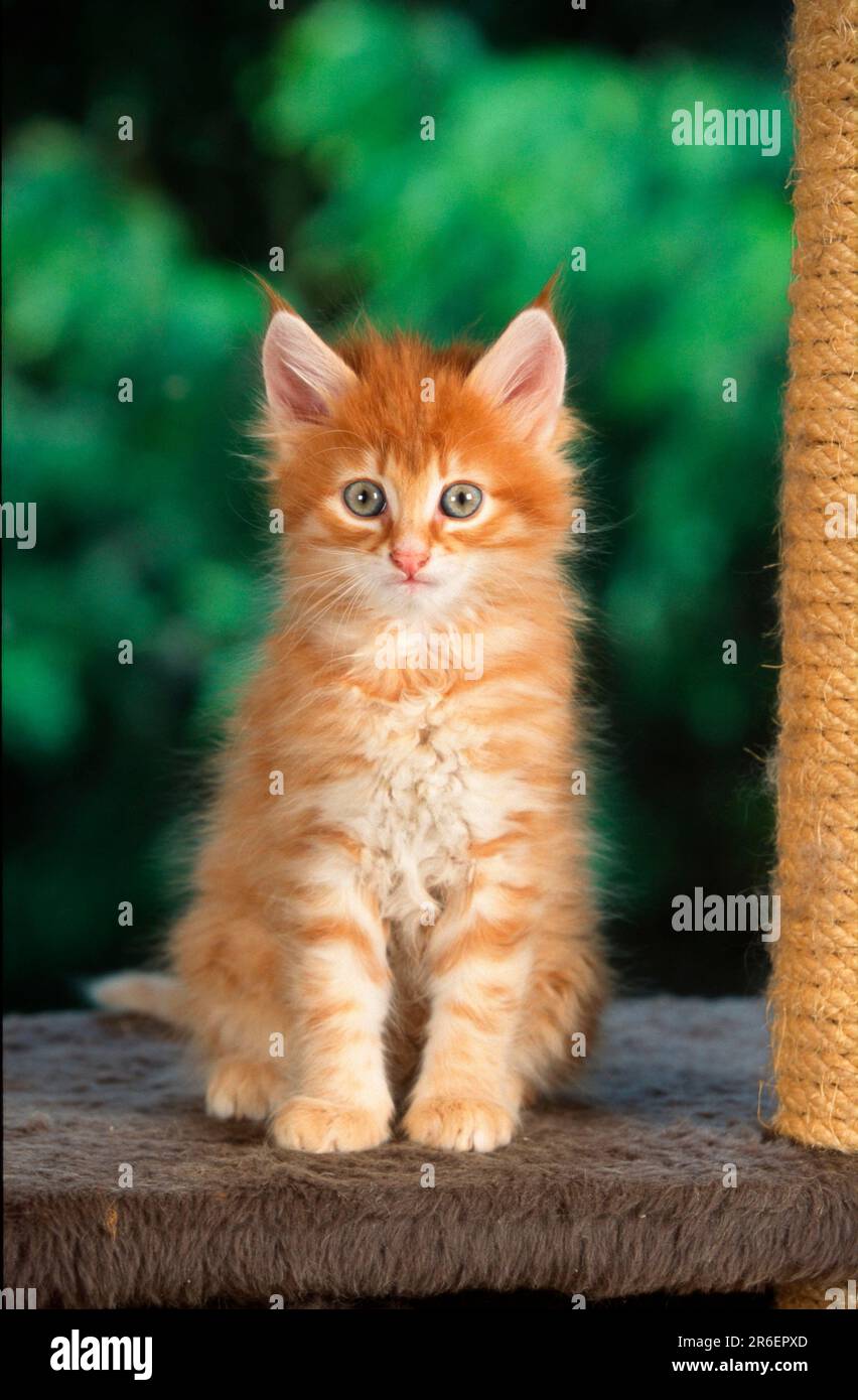Norwegian Forest Cat, kitten Stock Photo - Alamy