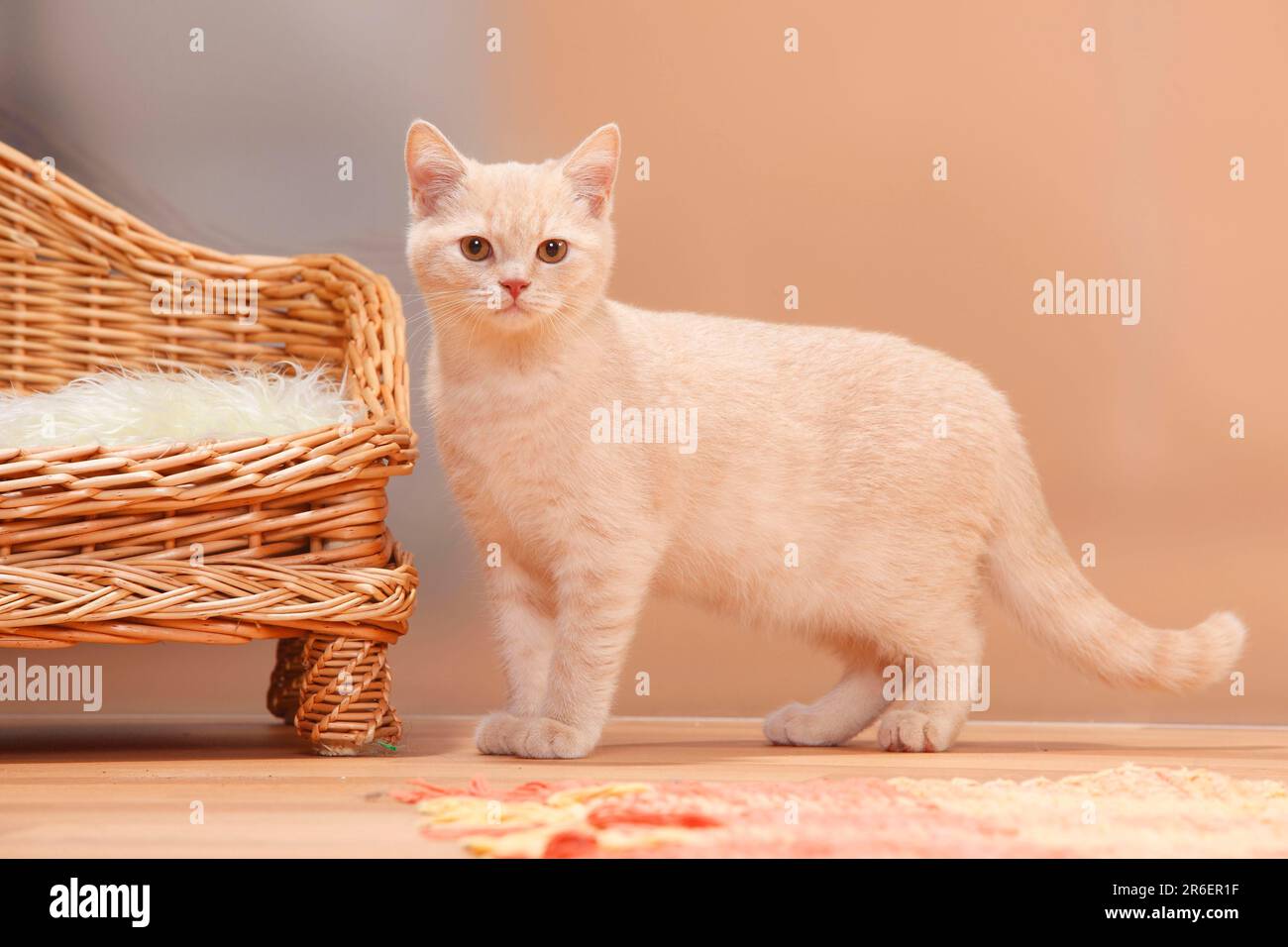 British shorthair cat, kitten, cream, 4 months, BKH, lateral ...