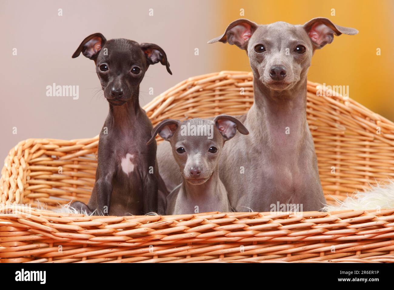 Italian windchimes, bitch and puppies, 8 weeks, Piccolo Levriero ...