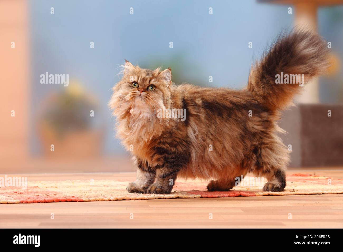 British Longhair, black-golden-classic, British Longhair Cat ...