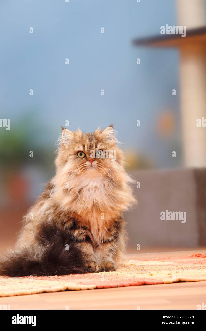 British Longhair, black-golden-classic, British Longhair Cat ...