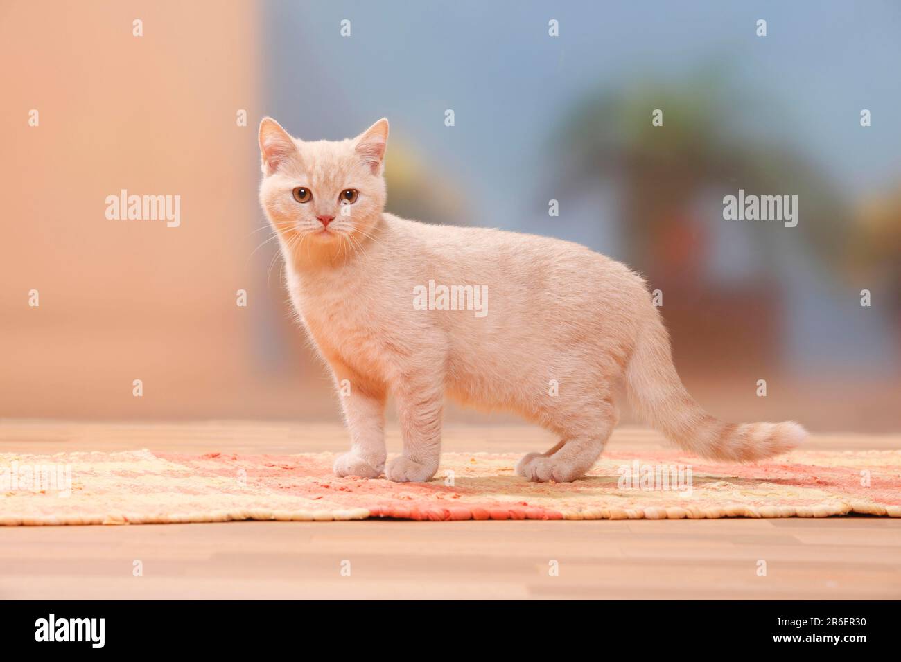 British shorthair cat, kitten, cream, 4 months, BKH, lateral Stock ...