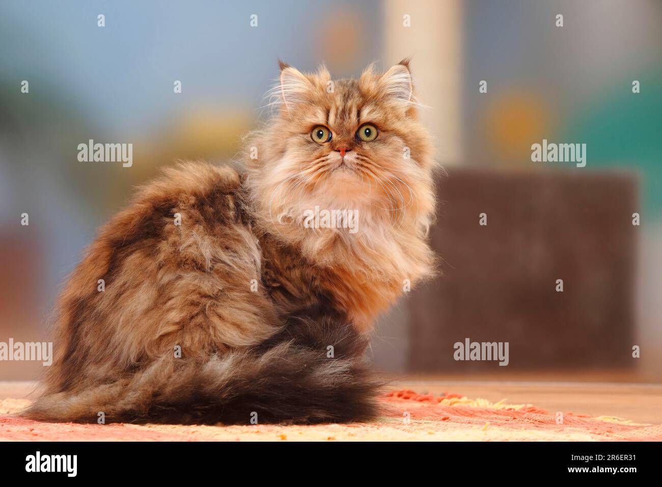 British Longhair, black-golden-classic, British Longhair Cat ...