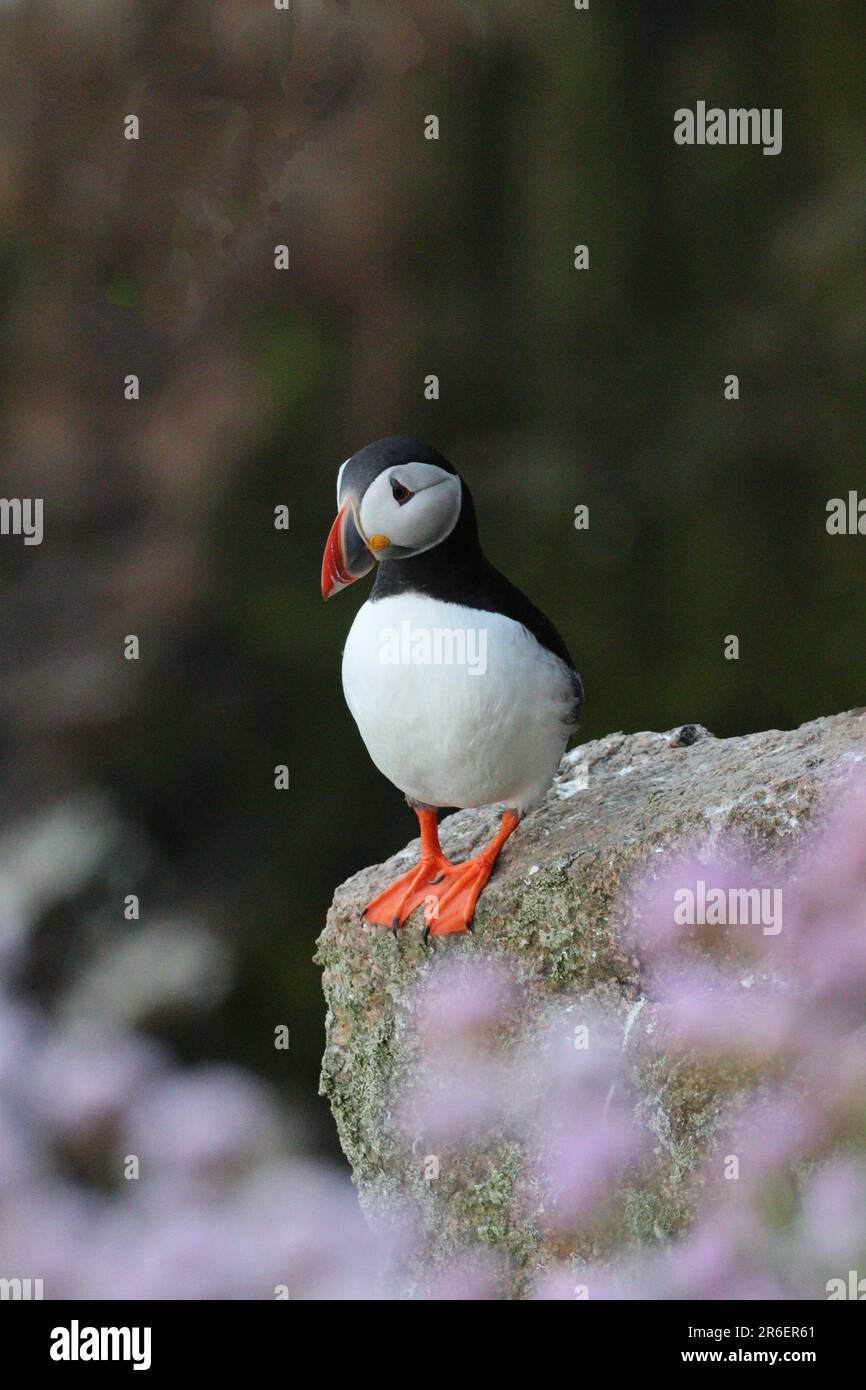 Puffins at Bullers of Buchan Stock Photo - Alamy