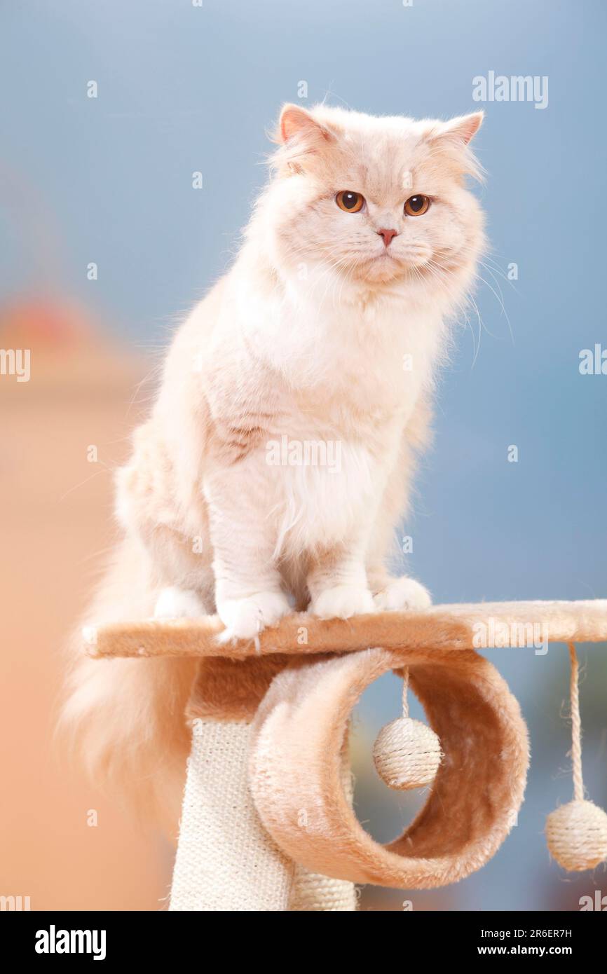 British longhair, male, cream white, British longhair cat, Highlander ...